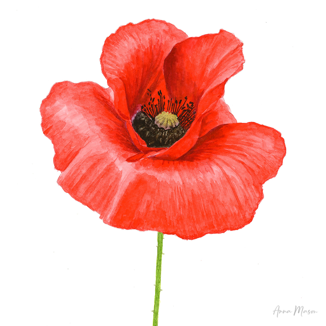 Red Poppy Flower Drawing Red Poppy Flower Drawing
