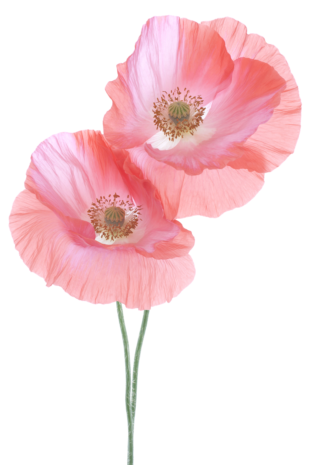 Pinks – Anna Mason Art