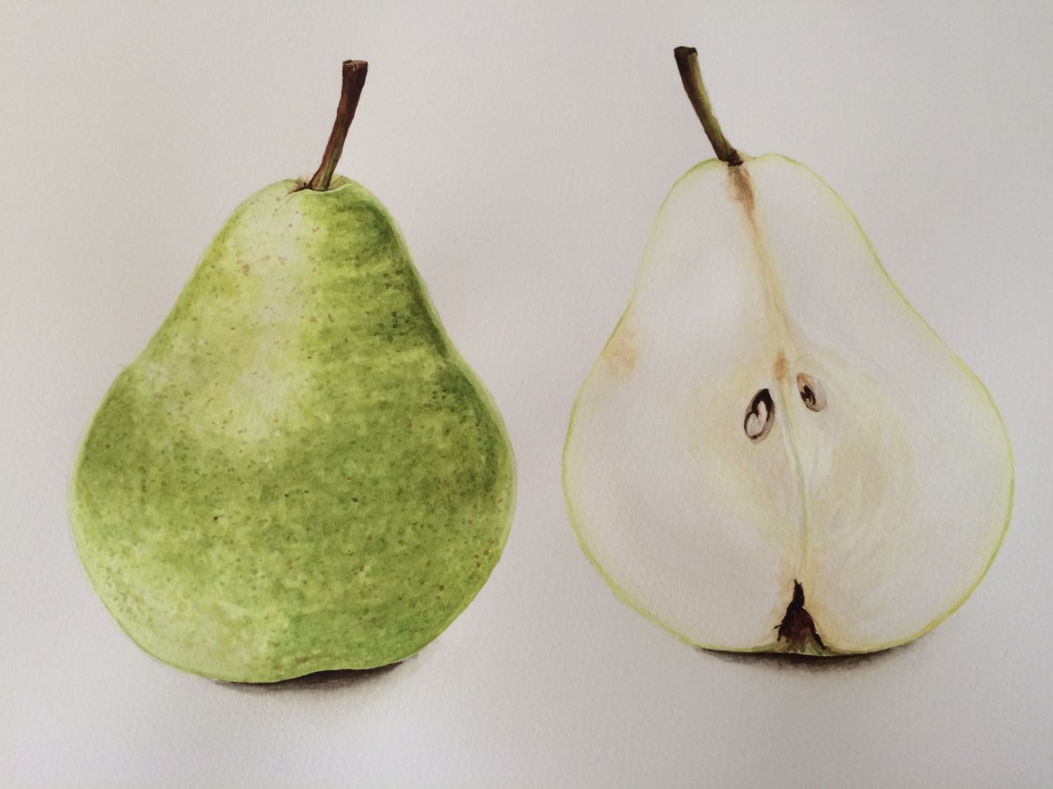 Williams Pear – Anna Mason Art