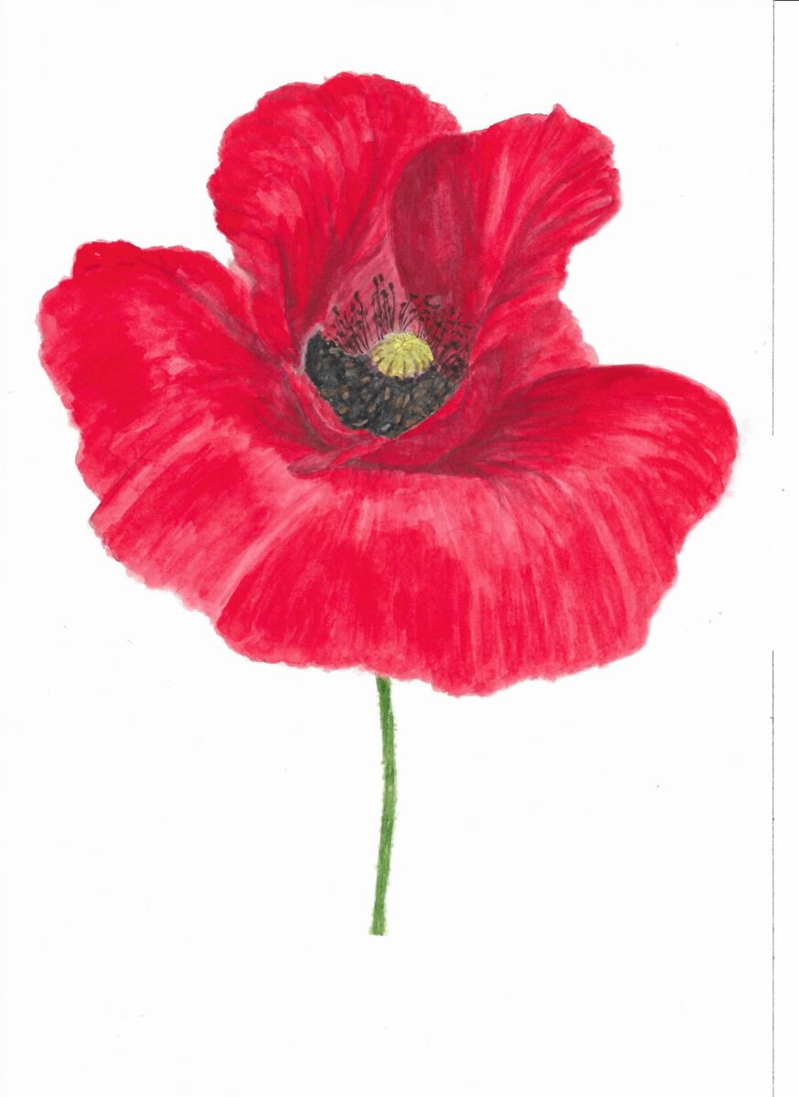 Red Poppies Art